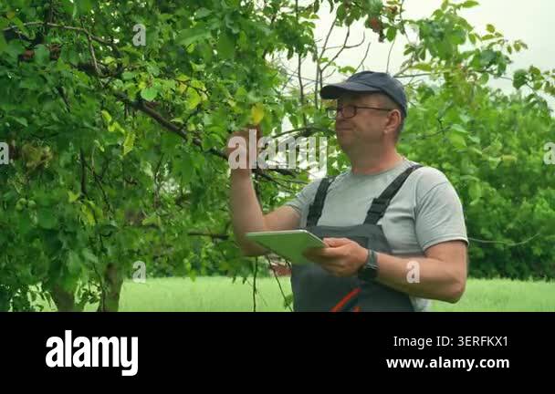 Middle-aged man in gray overalls stands in a green orchard, inspecting ...