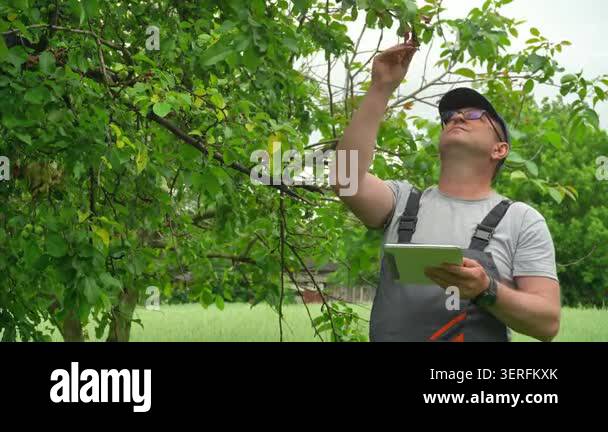 Male agricultural worker in gray shirt and overalls examines tree ...