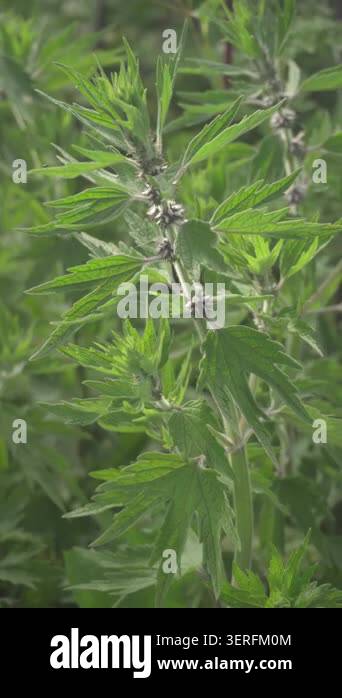 Green leafy plant Leonurus with slender stems and small buds is ...