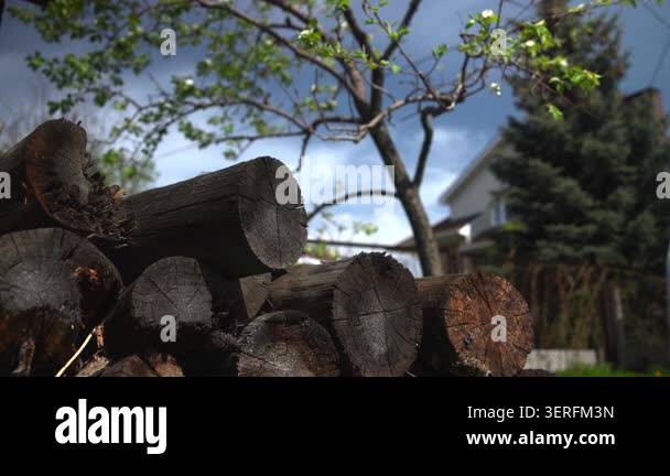 Stacked cut logs sit in the foreground beneath a leafy tree, with blue ...