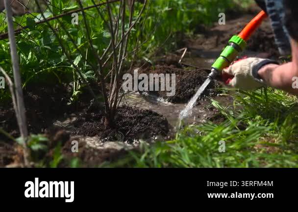 Close-up of a gloved hand using a bright orange nozzle to water soil ...