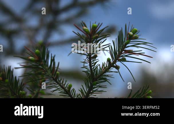 Close-up of a green spruce branch with young buds, isolated against a ...