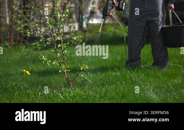 A person stands on a green lawn spraying a young tree with a handheld ...