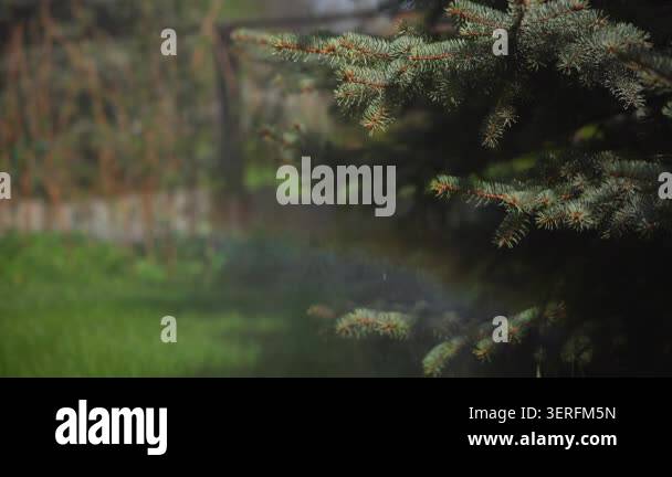 Close view of a dense evergreen branch on the right side of the frame ...