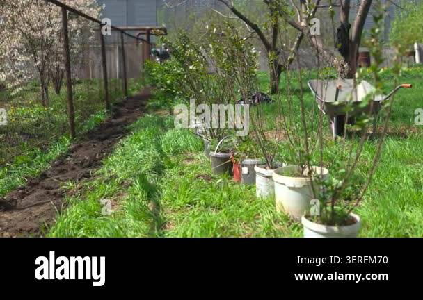 Daylight view of a garden plot with young shrubs in white pots lining a ...