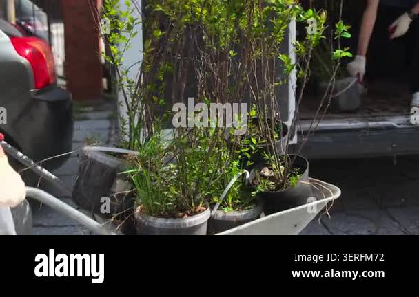 Small potted plants and trailing vines sit in a wheelbarrow-style ...