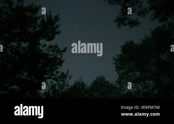 Time lapse of Starry night sky framed by forest silhouettes in ...