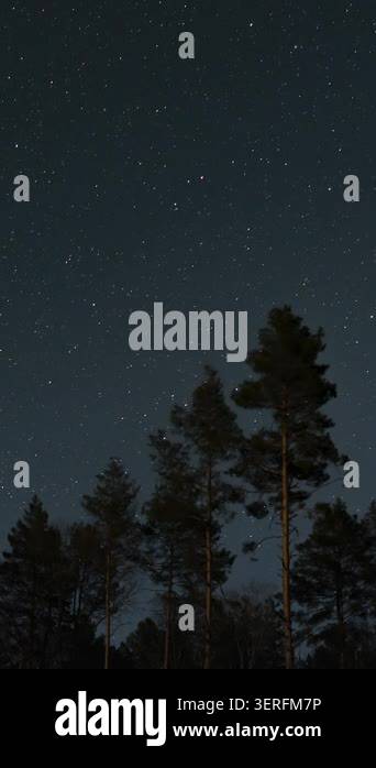 A breathtaking view of a star-filled night sky above a dark forest ...