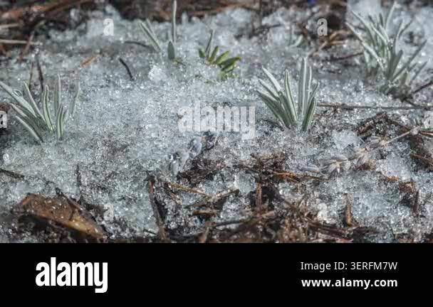A close-up of melting snow with sprouting plants in early spring, ice ...
