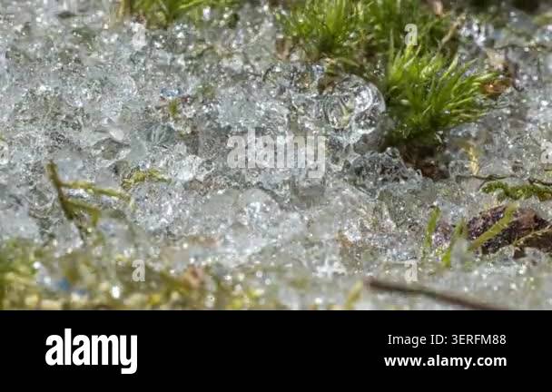 A macro time-lapse showing snow crystals melting to reveal spring ...