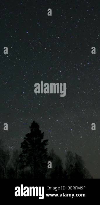Starry Sky Over a Forest at Night, A vast starry sky shining over a ...