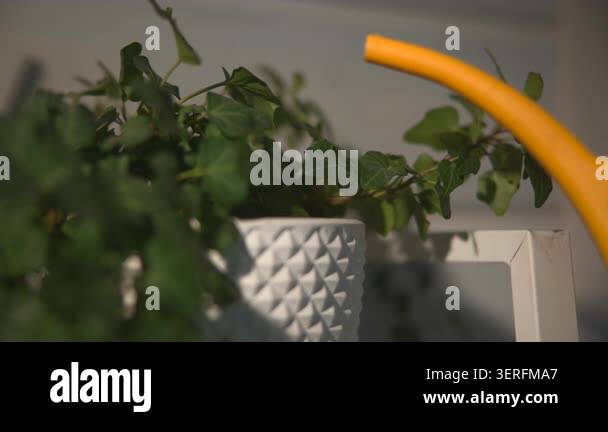 Close-up of green ivy leaves spilling from a white textured planter on ...