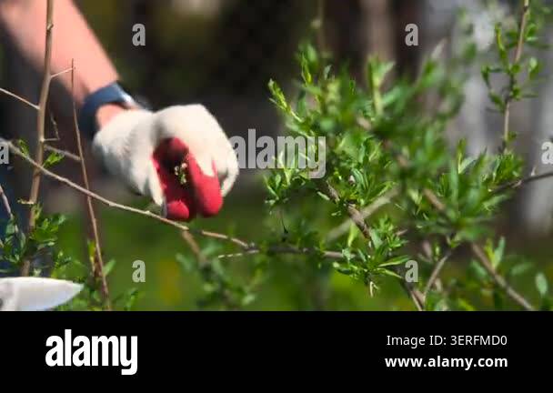 Close view of a gloved hand using red pruning shears to trim thin ...