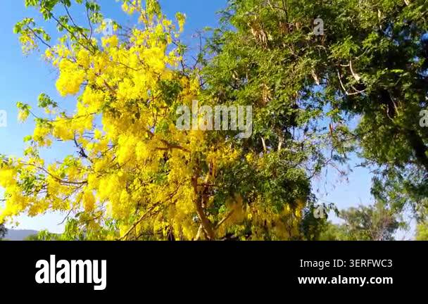 Golden Shower Tree Blossoms in Full Bloom Against Blue Sky and Lush ...