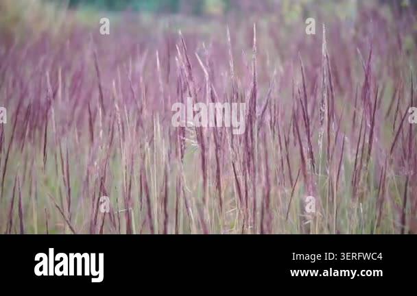 Wide-angle view of a wild cogon grass field with beautiful reddish ...
