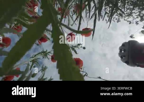 filled with red poppies under dramatic weather conditions. The image ...