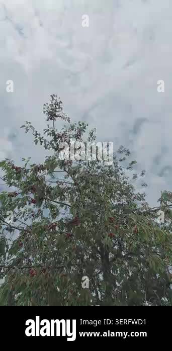 tree branches, nature flora Stock Video Footage - Alamy