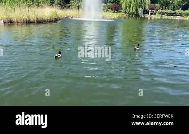 Peaceful park pond with swimming ducks fountain and lush greenery in ...
