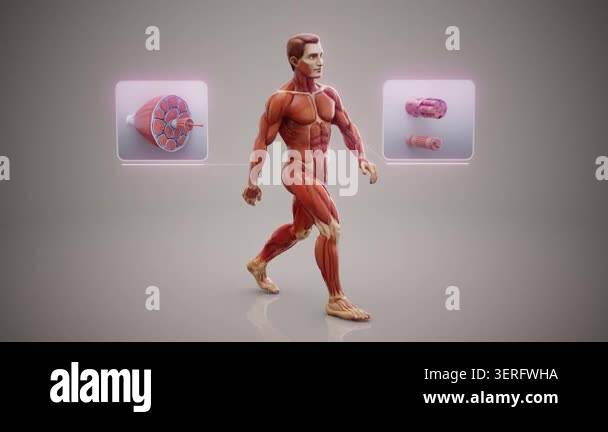 3D animation of a male muscular system walking, showing muscle fiber ...