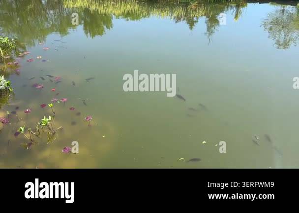Tranquil pond with swimming fish, lily pads and reflected trees in ...