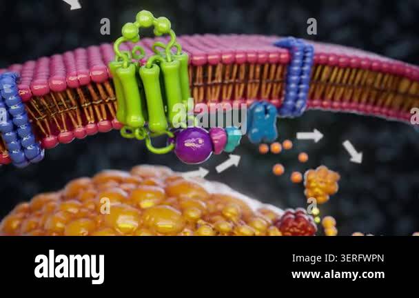 Animated 3D render of cellular process showing molecules interacting ...