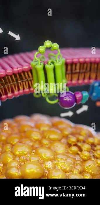 Vertical video showing animation showing molecules passing through a ...
