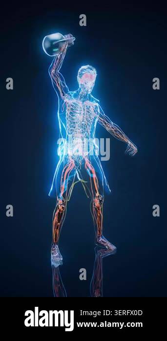 Vertical video showing animated human anatomy performing kettlebell ...