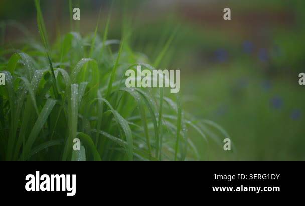 Fresh green grass blades covered with water droplets fill the ...