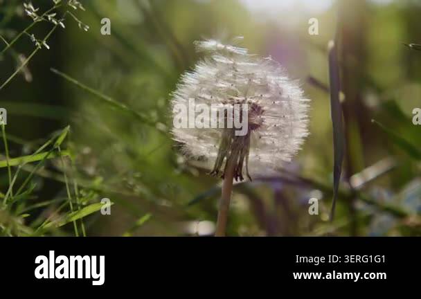 Dandelion seed floats with wind. Dandelion fluff feels soft and airy ...