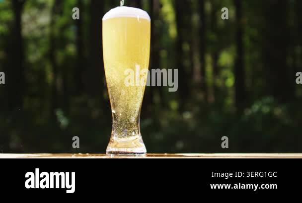 Traditional beer glass. Fresh draft beer with barley. Tasty alcoholic ...