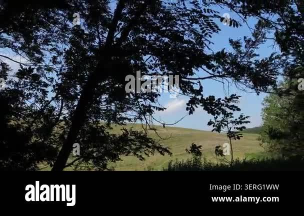 : Low angle shot of lush green acacia tree branches swaying intensely ...