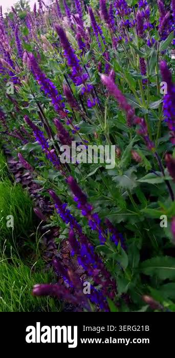 A close-up view of a dense field of blooming purple sage flowers ...