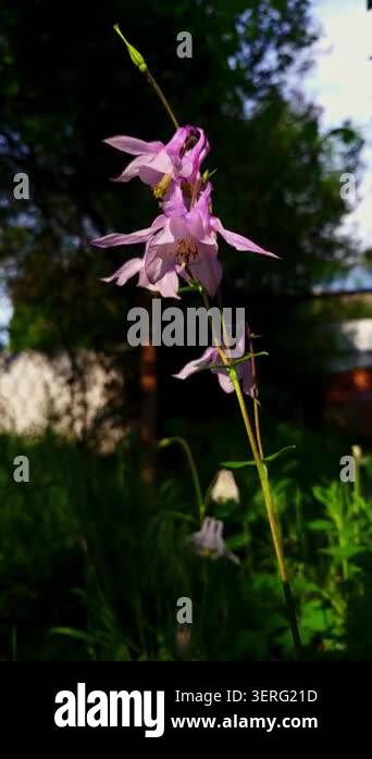 Close-up view of vibrant pink columbine flowers gently swaying in the ...