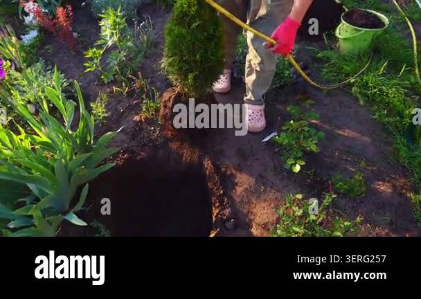 A person wearing gardening gloves and pink clogs carefully plants a ...