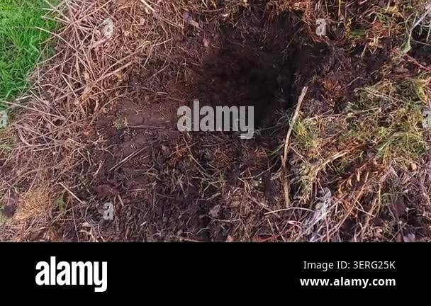 A close-up view of a gardener actively working with a compost pile ...