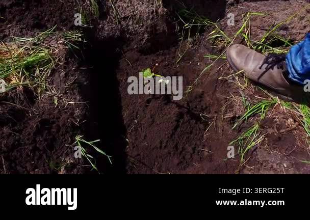 Close-up view of a persons feet and a shovel as they prepare to plant a ...