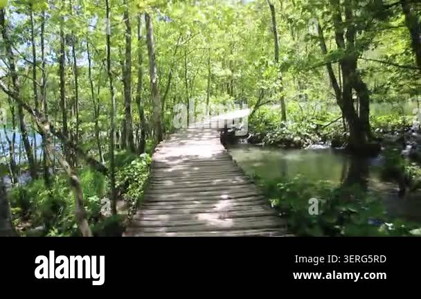 Wooden boardwalk path winding through lush green forest next to calm ...