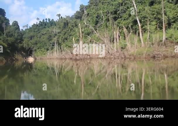 Tracking shot over calm water reflecting lush green forest and dead ...