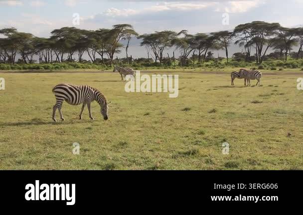 Three zebras grazing peacefully in a grassy savanna with acacia trees ...