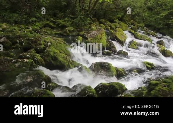 Fast flowing river cascading over moss covered rocks in lush green ...