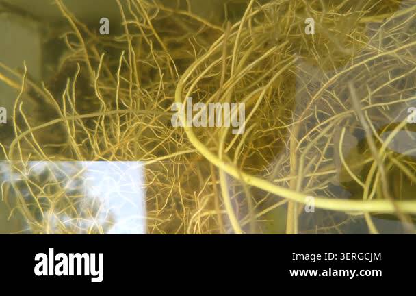 A close-up shot of intricate plant roots submerged in clear water ...