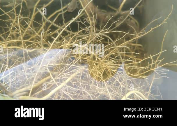 A close-up shot of intricate plant roots submerged in clear water ...