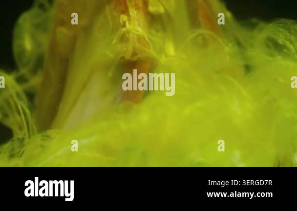 Wave nature. Smoke art. Blur yellow color vapor blue red tulip water ...