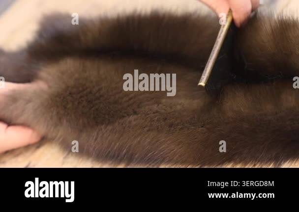 Mink pelt processing for fur coat production showing animal skin ...