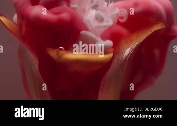Fume bloom. Color plant. Defocused wet yellow tulip flower pink white ...