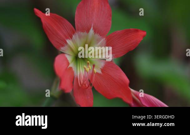 A close up shot of a beautiful red amaryllis flower with a white and ...