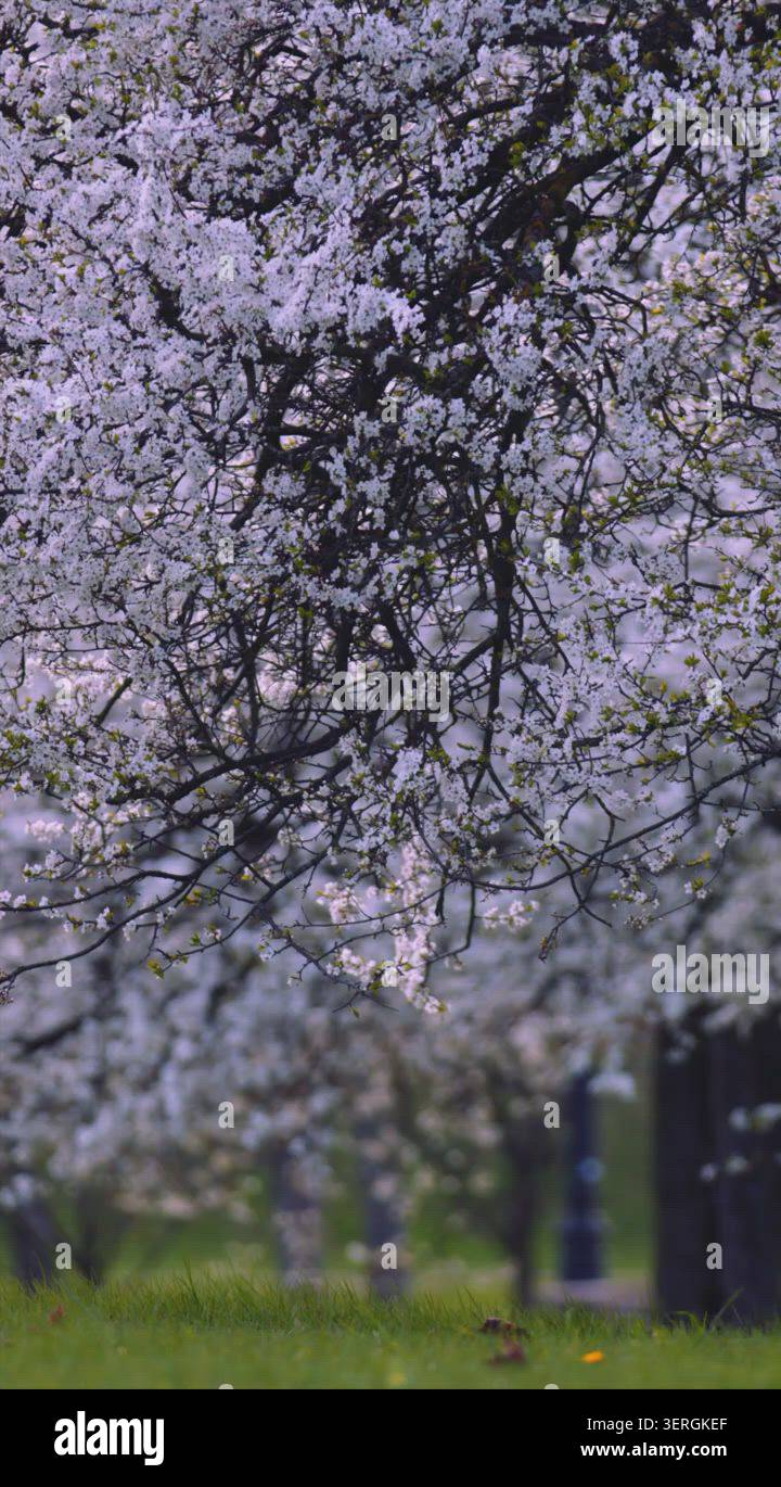 Spring flowers Stock Video Footage - Alamy