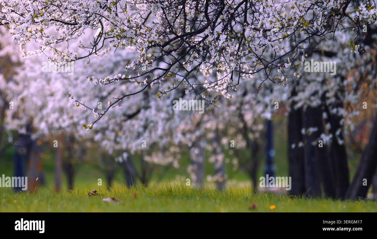 Spring flowers Stock Video Footage - Alamy