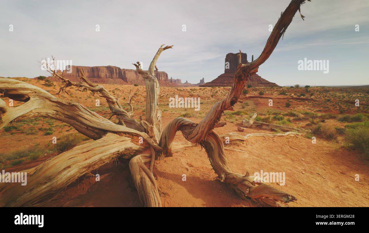 Dead Tree Monument Valley Arizona Landscape Video Stock Video Footage ...