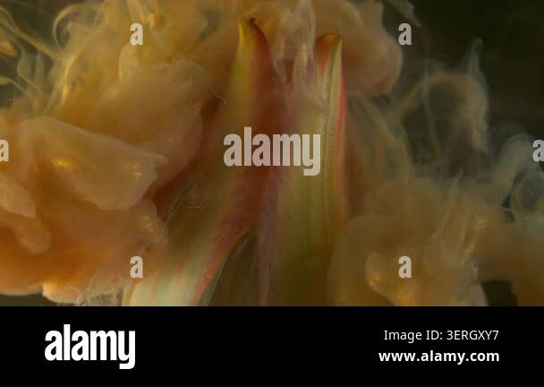 Paint plant. Blend ink fluid. Defocused orange color fume yellow red ...